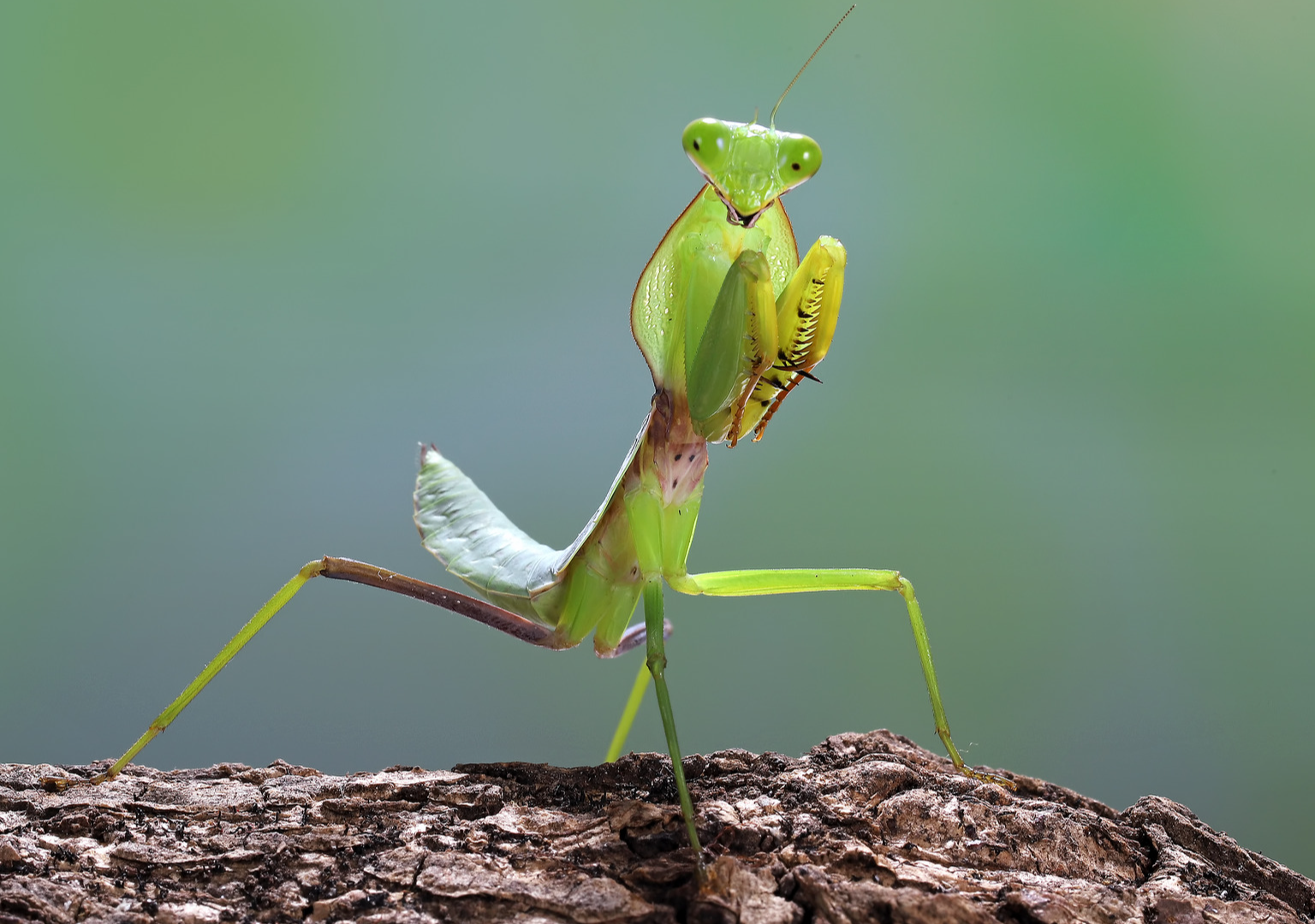 You Have to See To Believe This Praying Mantis Playing Game on an ...