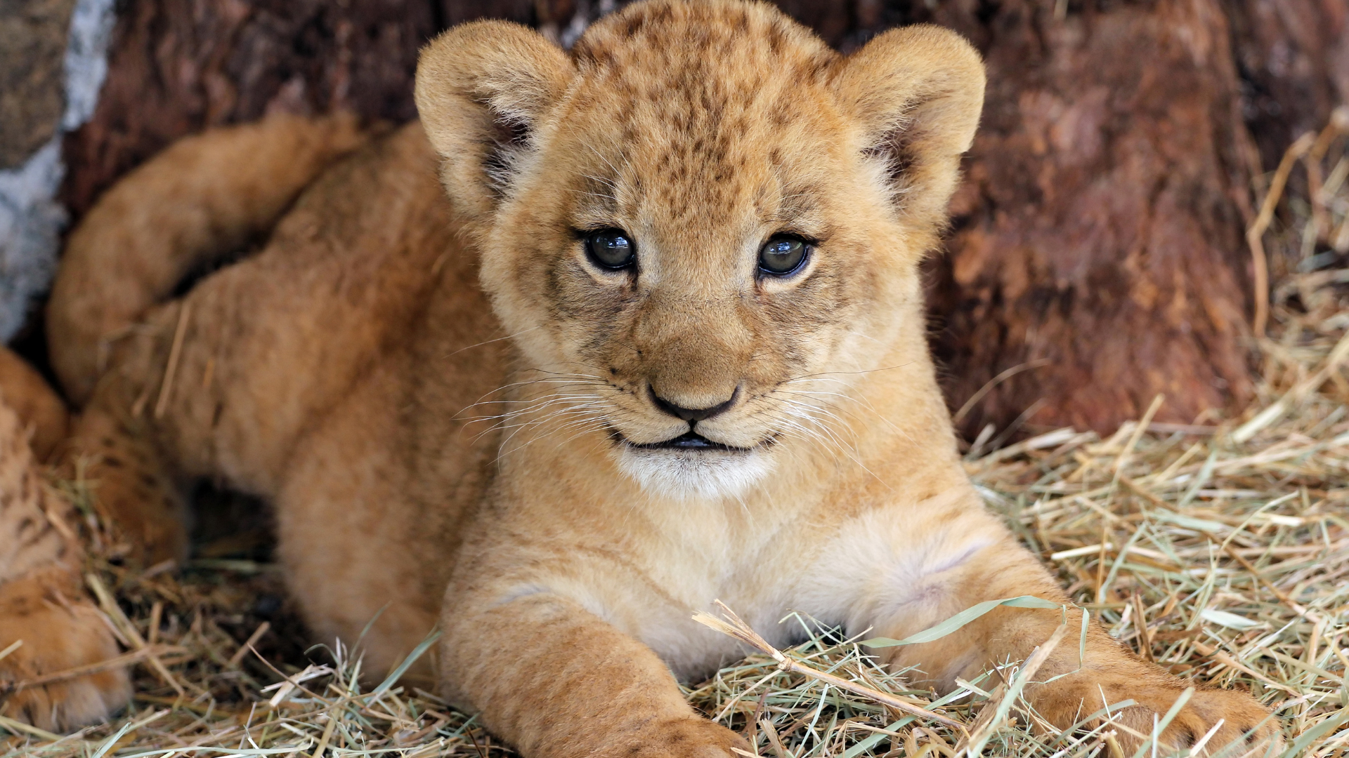 Lion Cub Bonding With Her Caretaker Is Warming Hearts Left and Right ...