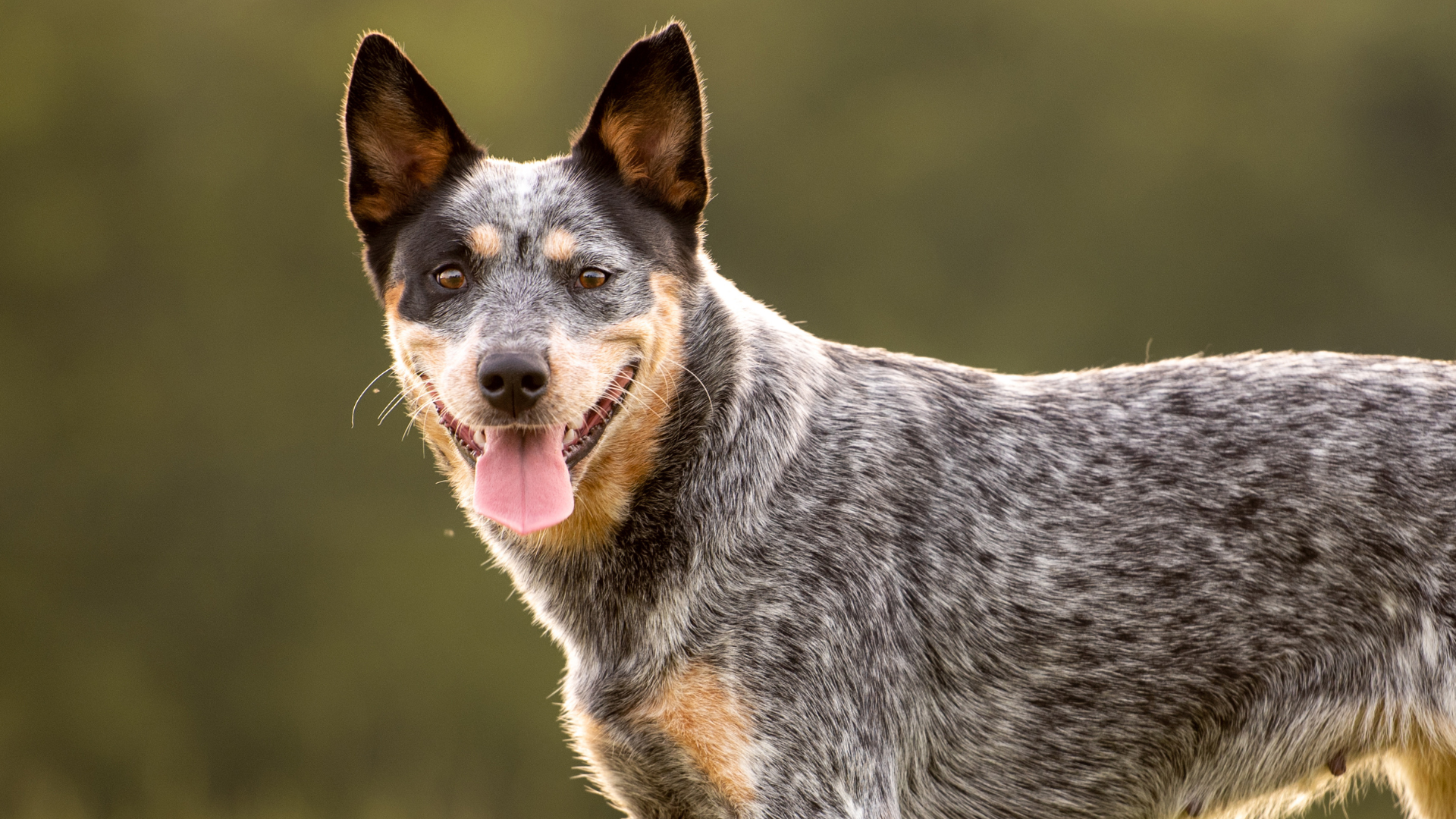 Sweet Update on Australian Cattle Dog Who Found Abandoned Kittens Has ...