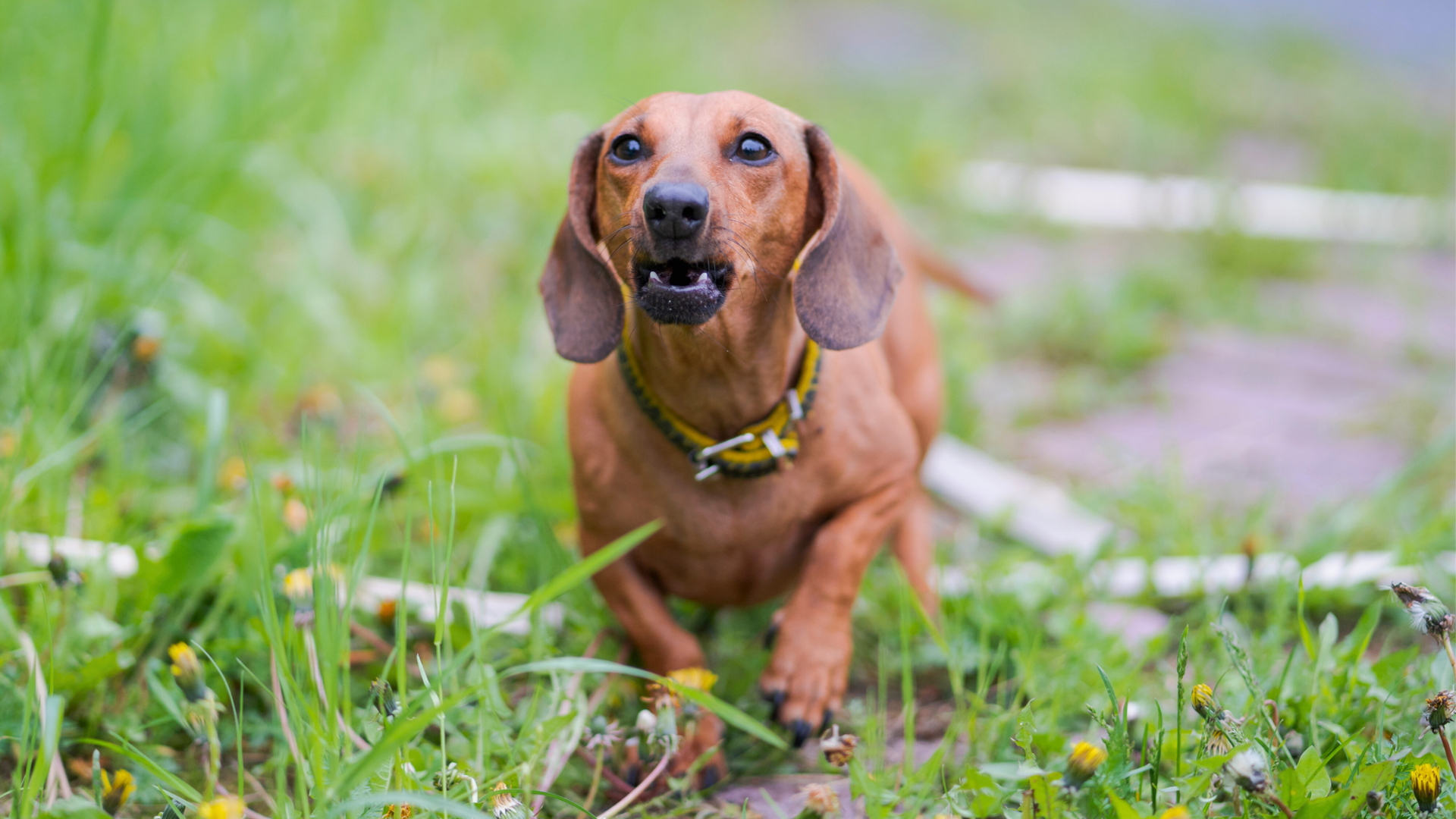 Why Is My Dog Suddenly Growling? Pro Tips From a Dog Trainer - PetHelpful