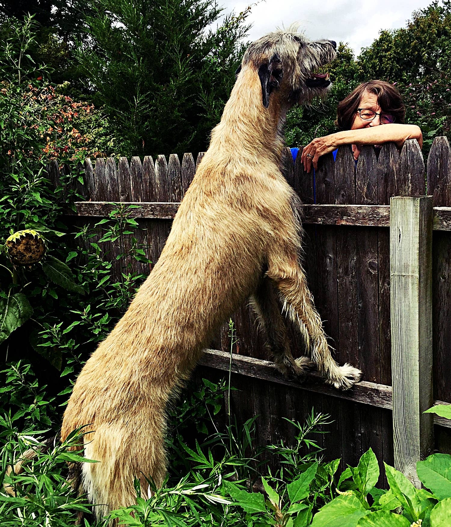 Top 10 Largest Dog Breeds in the World - PetHelpful