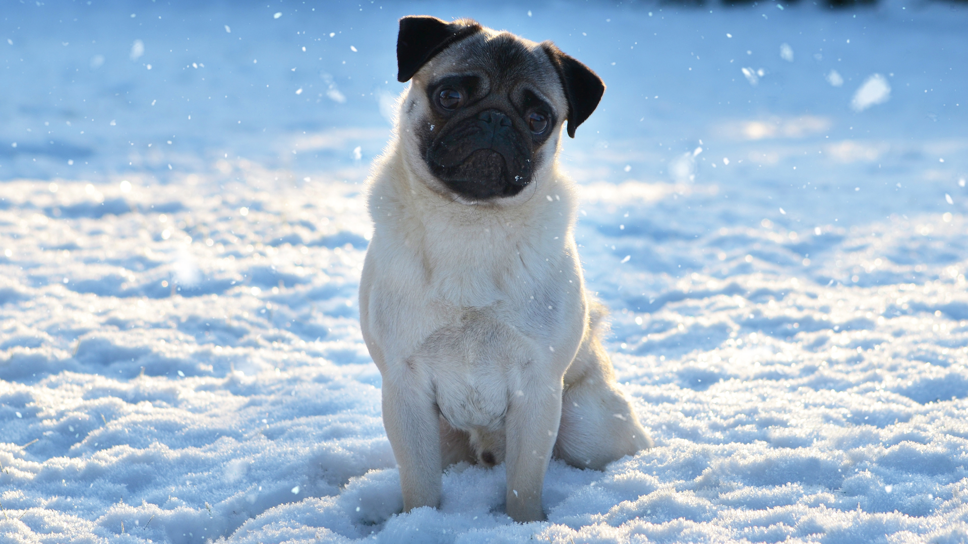 Rescue Pug Stares in Wonder & Curiosity After Seeing Snow for the First ...