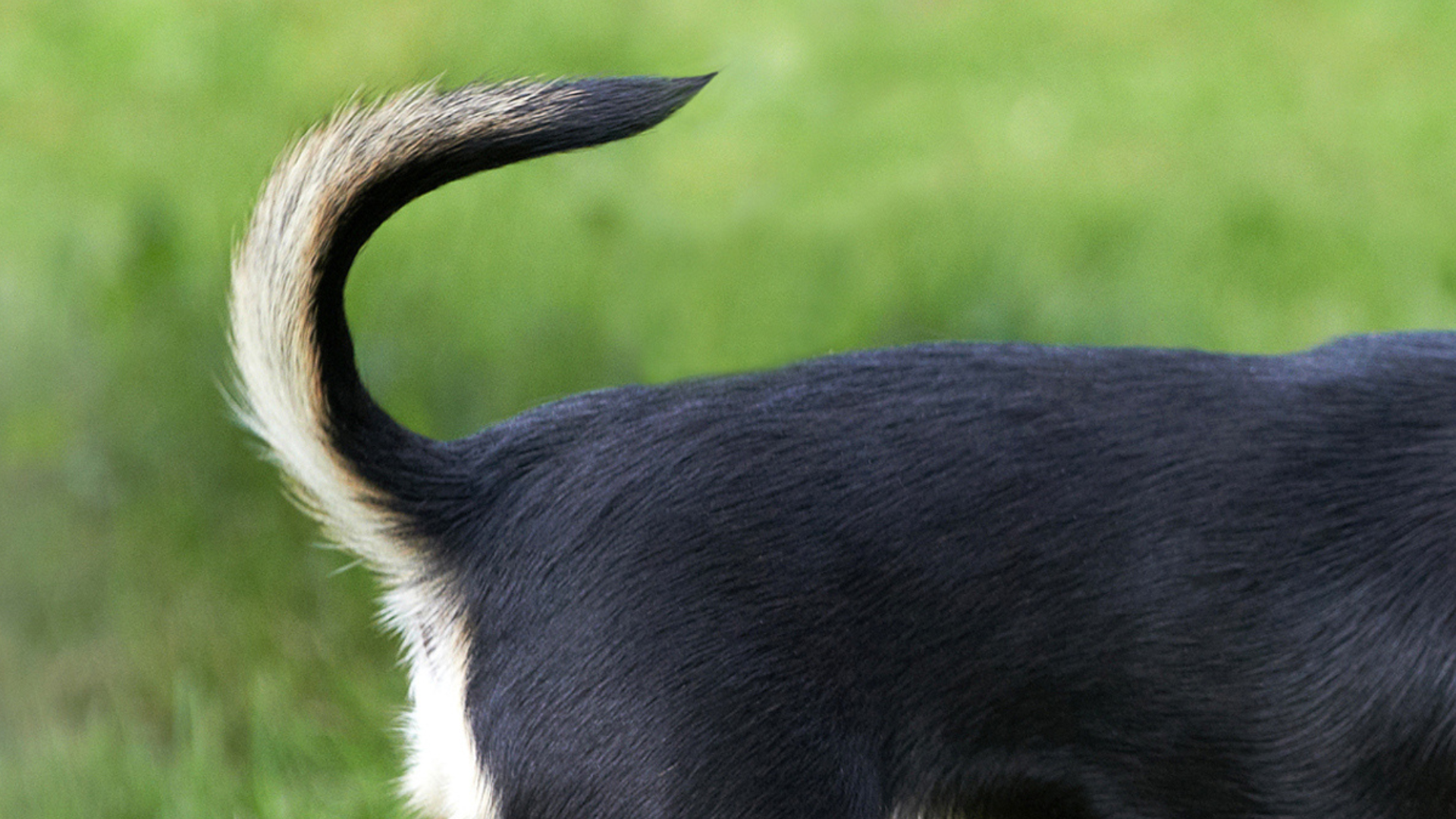 Update on Little Senior Dog Surrendered After Baby Stepped on His Tail ...
