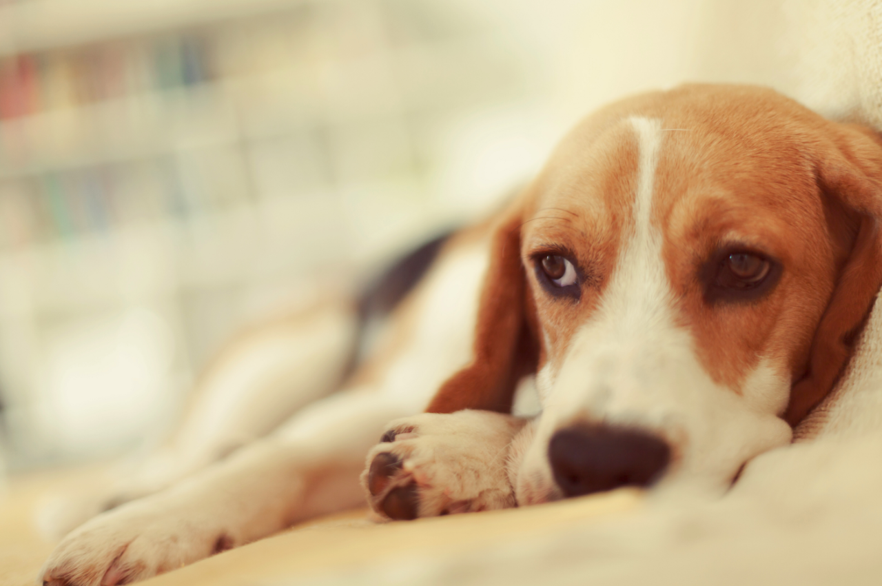 15 Most Common Puppy Health Issues and How to Spot Them - PetHelpful