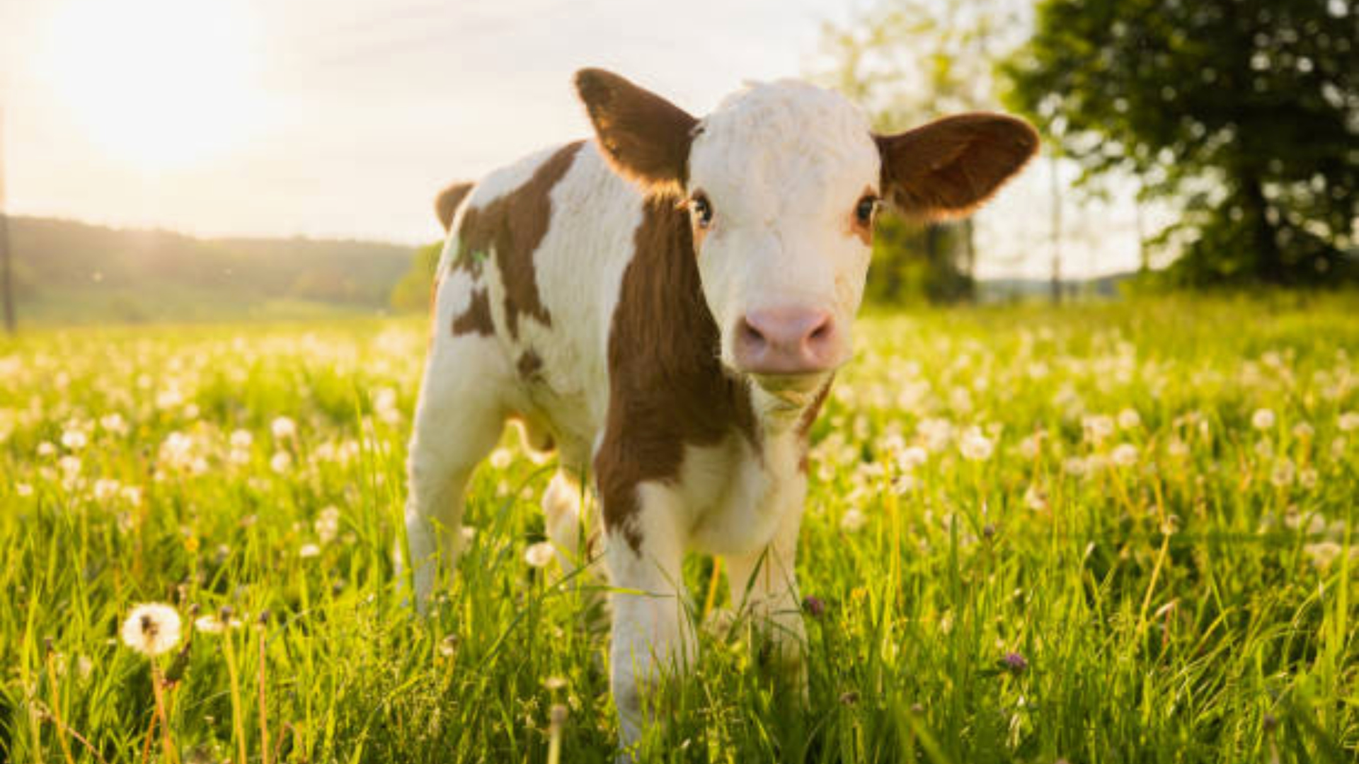 Huge Bull's Calm Demeanor While Meeting His New Calf Has People So ...