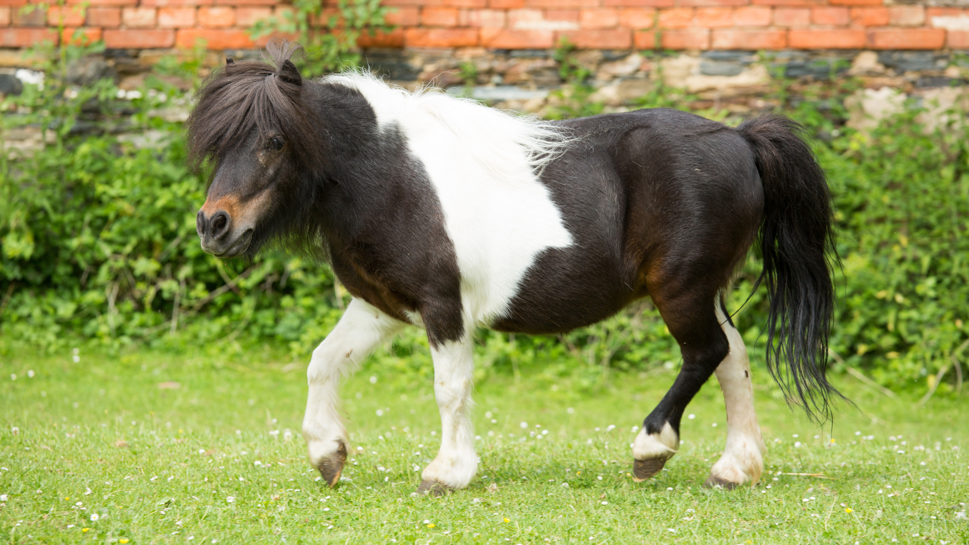 Mini Shetland Pony Skips Along Like He Owns the Place, and Melts Hearts ...