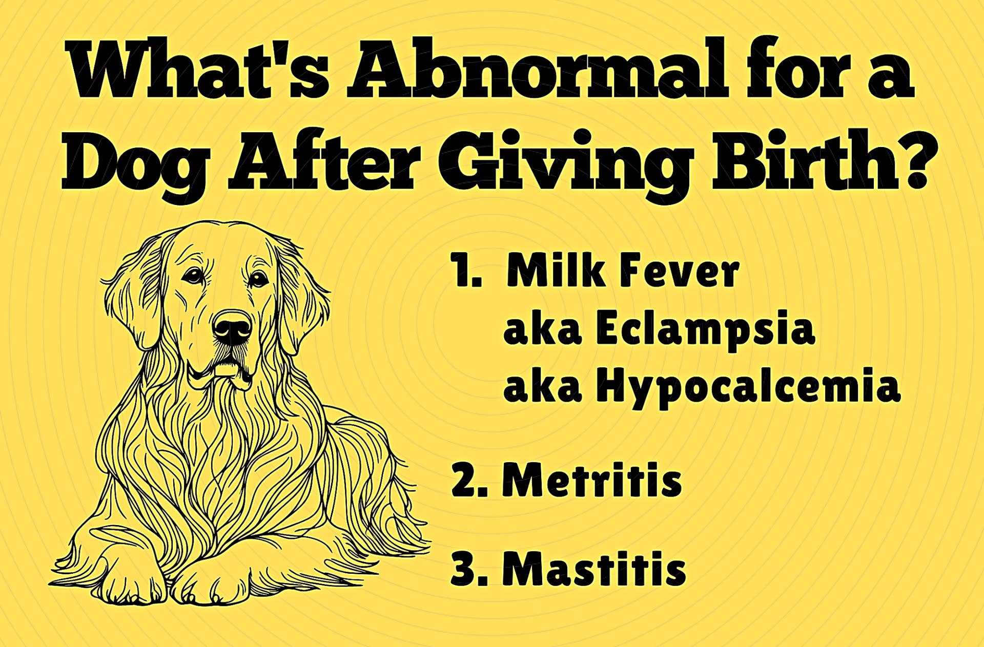 What Are Bad Signs After a Dog Gives Birth? - PetHelpful