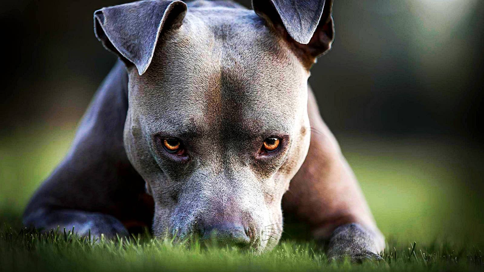 The World's 15 Most Aggressive Dog Breeds - PetHelpful