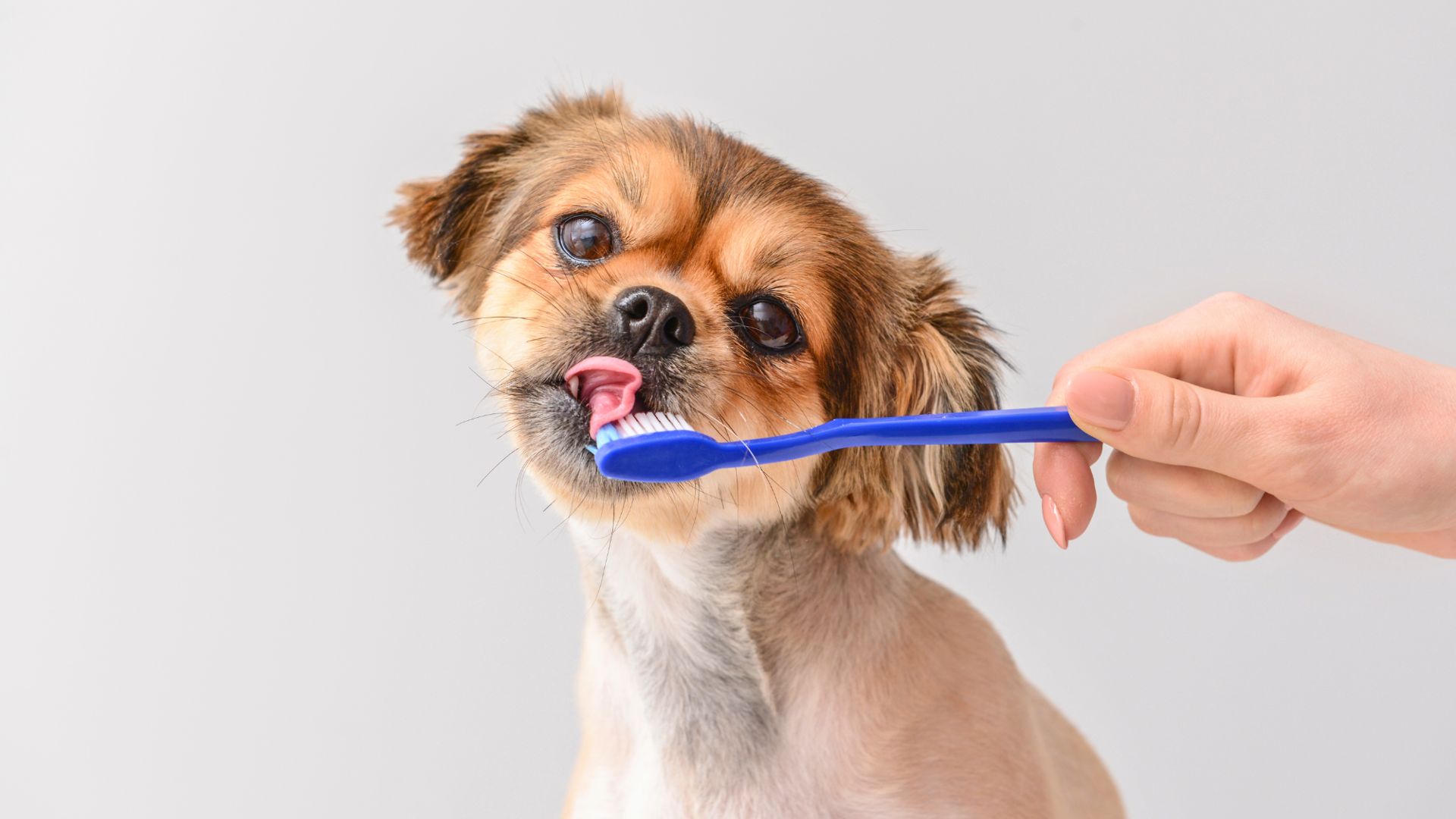 Chicken-Flavored Toothpaste at Chewy Is a Hit With Pets - PetHelpful