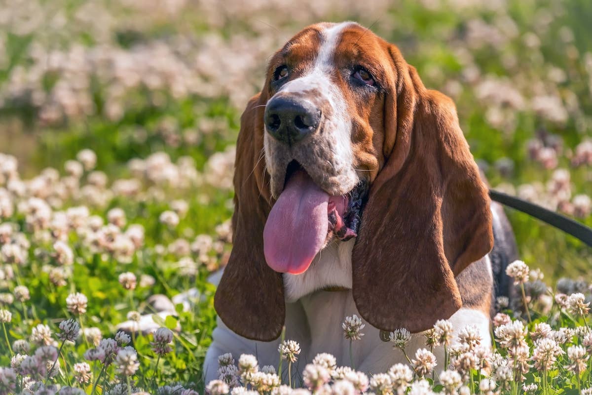 Update on Homeless Mama Basset Hound Found with 7 Newborn Puppies Has ...