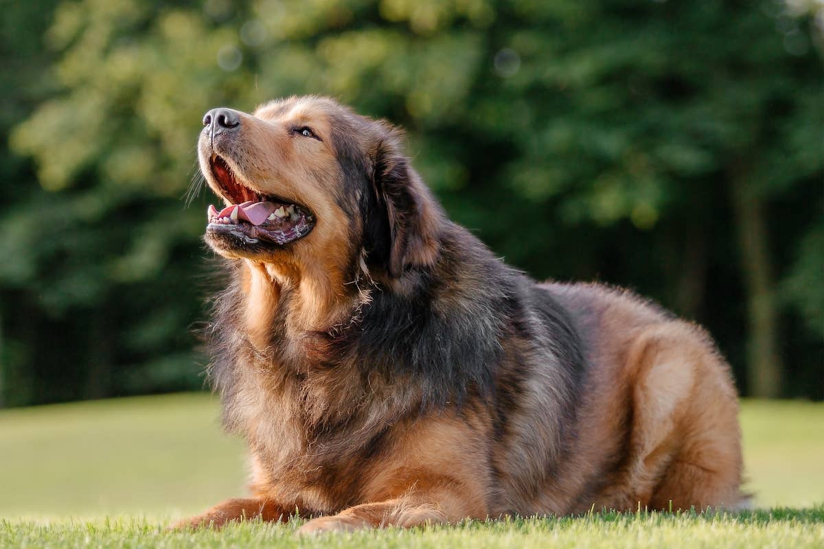 Update on Tibetan Mastiff Stray Found With Over 30 Pounds of Matted Fur ...