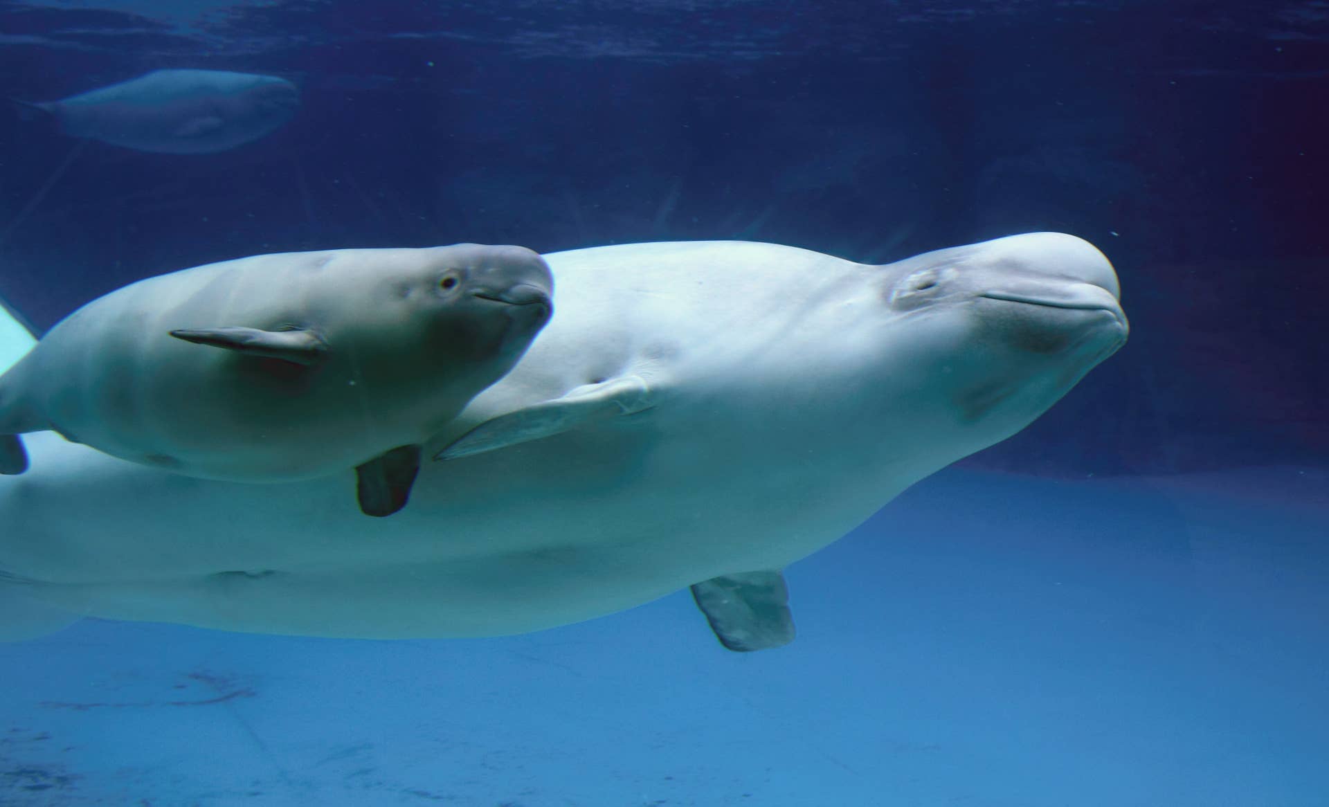 Sweet Update on 6-Month-Old Beluga Whale at Shedd Aquarium Has People ...