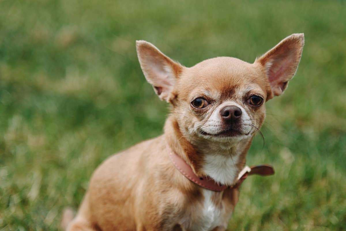 Affectionate Chihuahua Can't Get Enough of Dad's Kisses in Heart ...