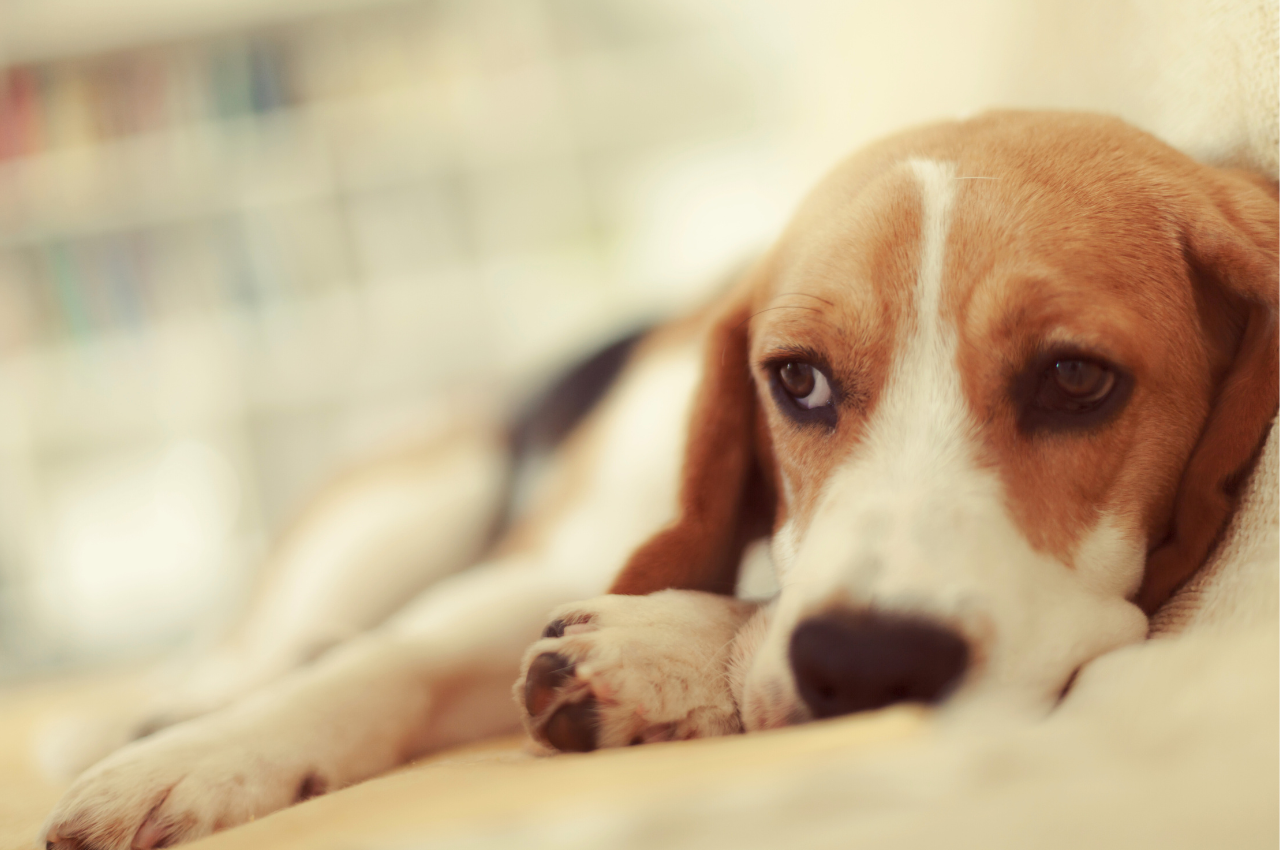 10 Common Signs Your Dog Is in Pain & What You Can Do at Home - PetHelpful