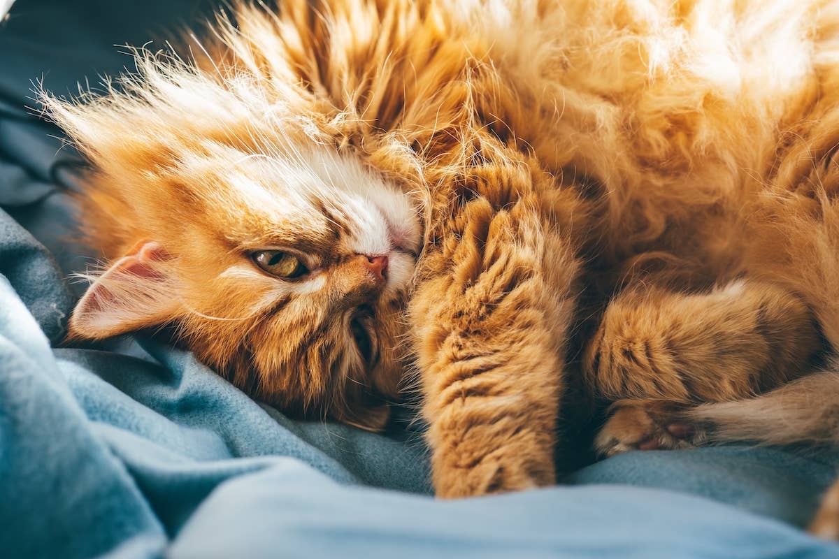 Reunion Between Traumatized Cat and Foster Mom Who Fed Her As a Kitten ...