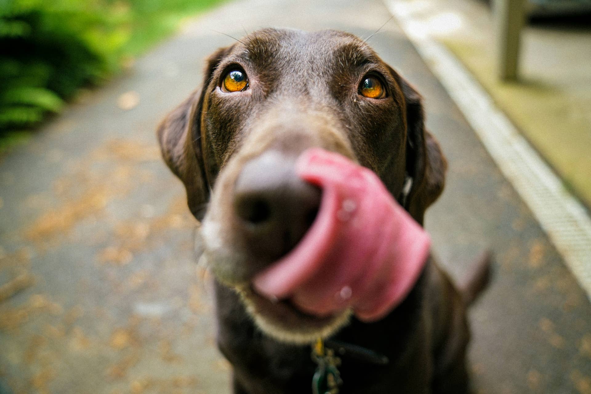 Which Dogs Drool the Most? Top 8 Most Slobbery Breeds - PetHelpful