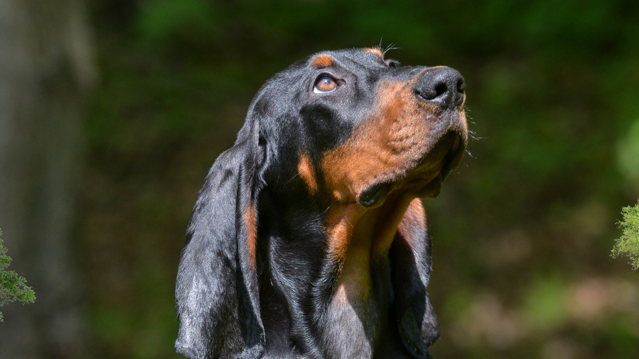 Which Dogs Drool the Most? Top 8 Most Slobbery Breeds - PetHelpful