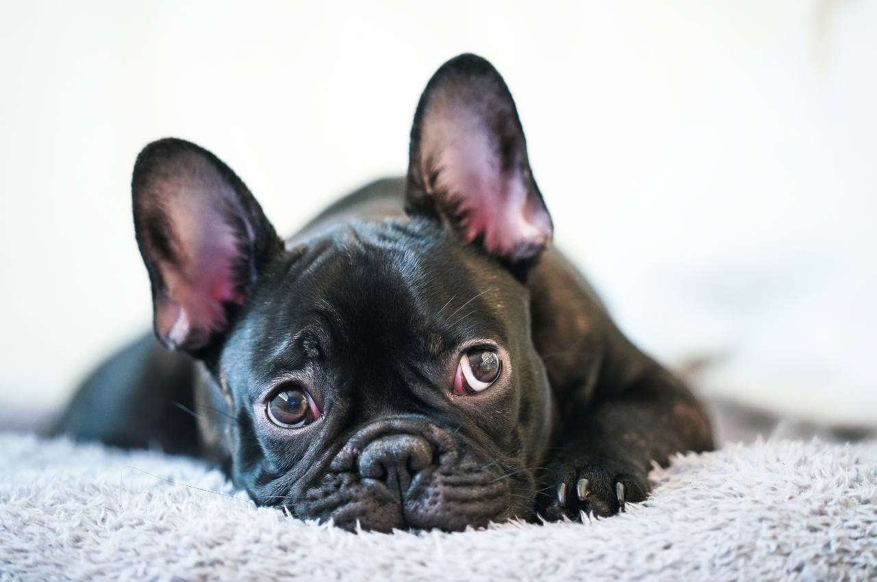 Ask A Vet - PetHelpful