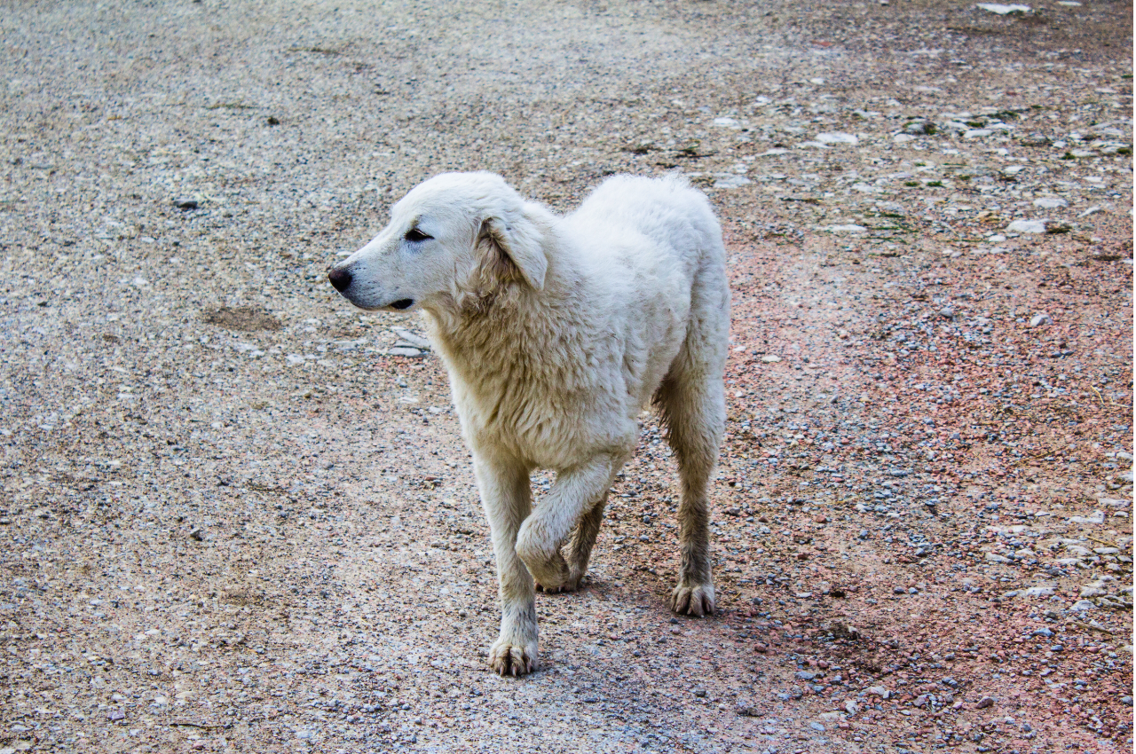 15 Behavioral Signs of Pain in Dogs You Should Never Ignore - PetHelpful