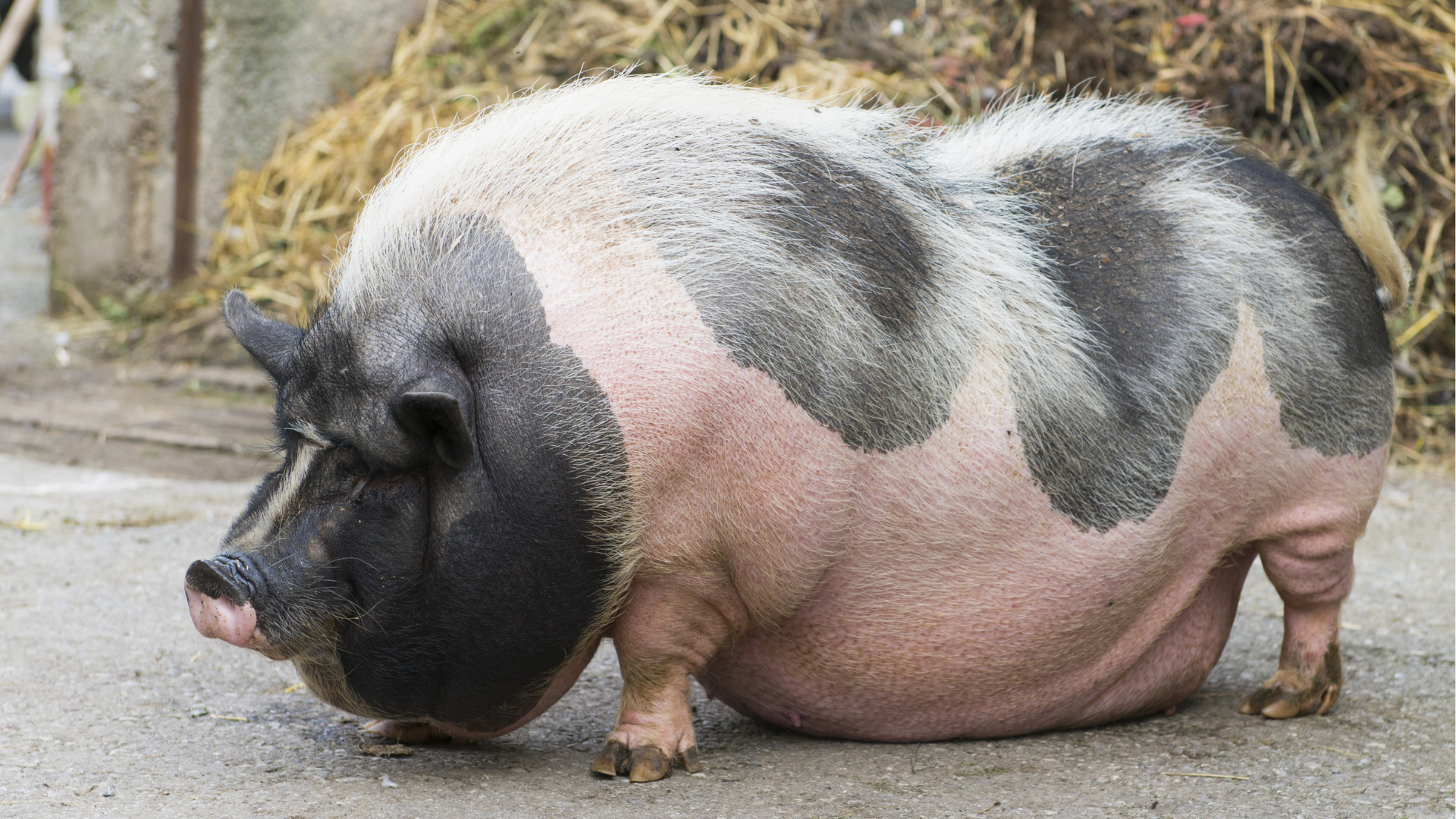 Update on Rescue Pig Who Was 'About to Be Bulldozed Alive' Has Everyone ...