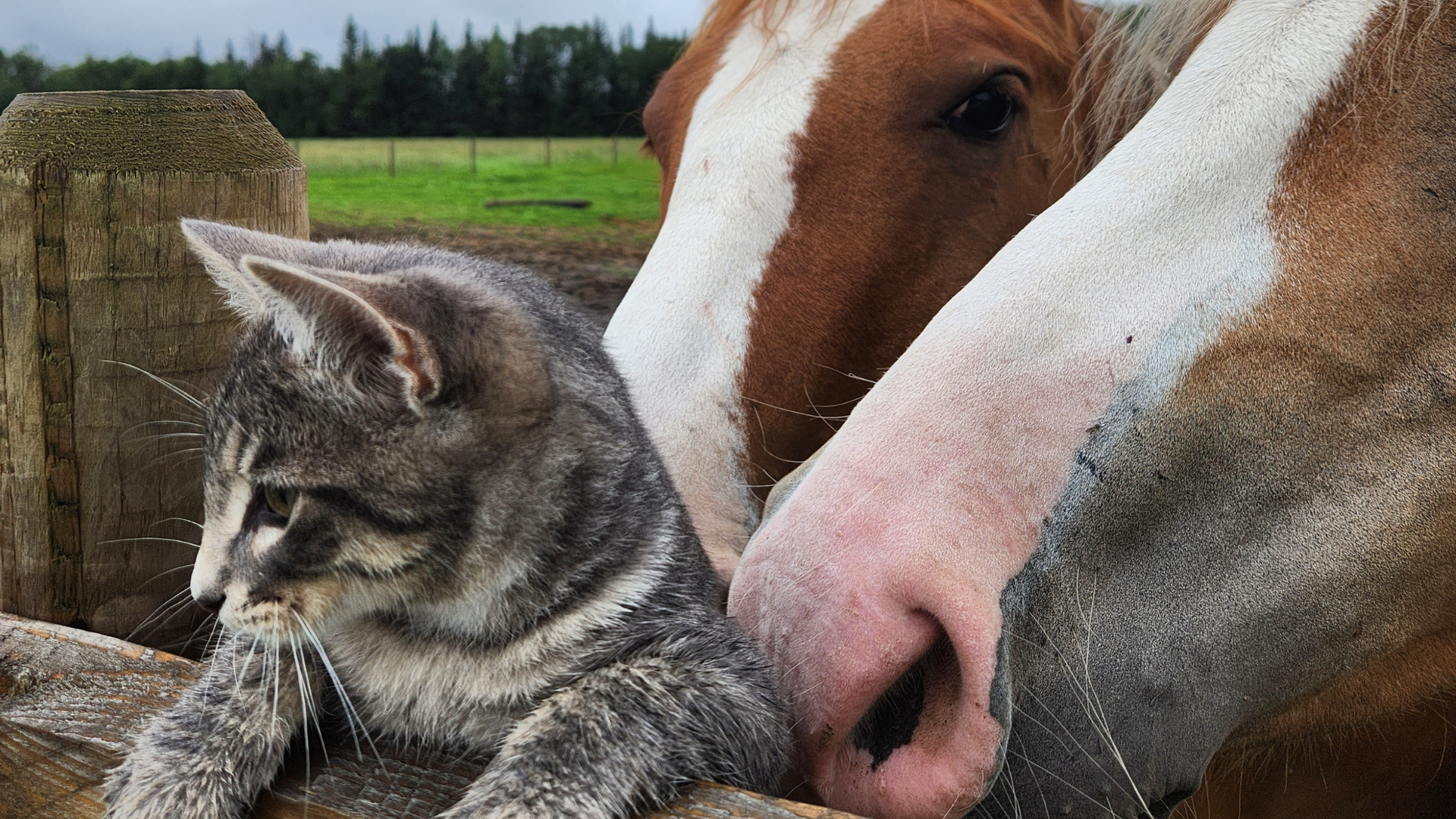 Beautiful Horse Loves Tabby Cat Bestie More Than Words Can Say & It's ...