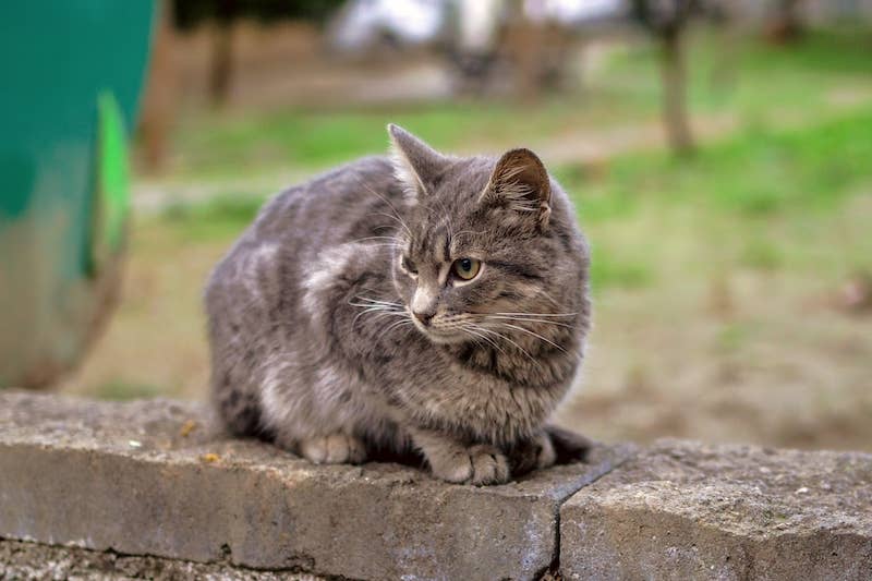 Update on Cat Lost for 10 Days in Sub-Zero Winter Weather Has People ...