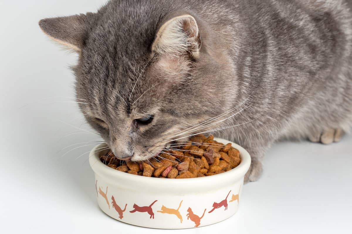 Update on Cat Lost for 10 Days in Sub-Zero Winter Weather Has People ...
