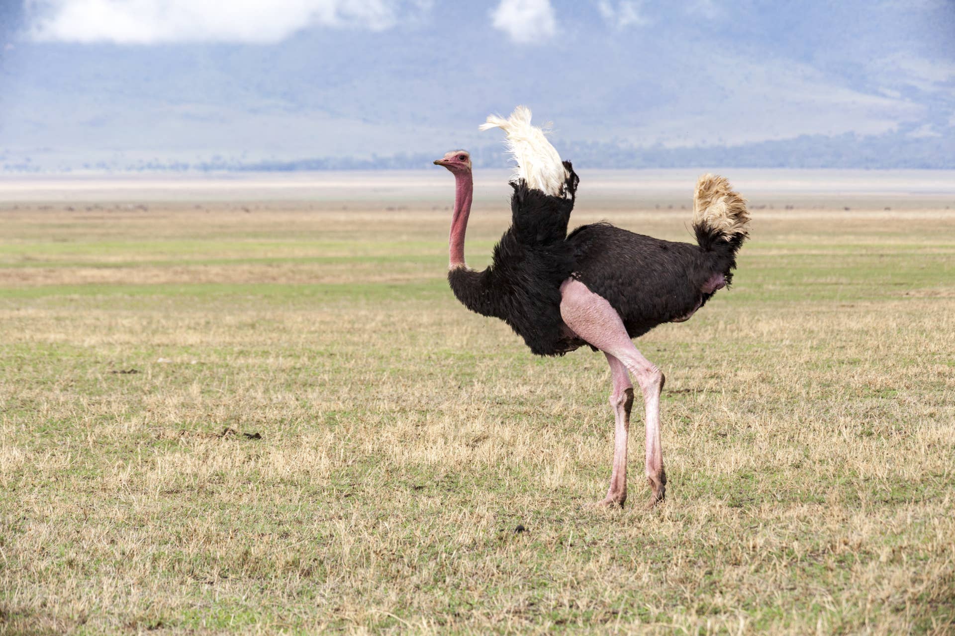 London Zoo's Ostrich Performs Flirty Courtship Dance and Everyone's ...