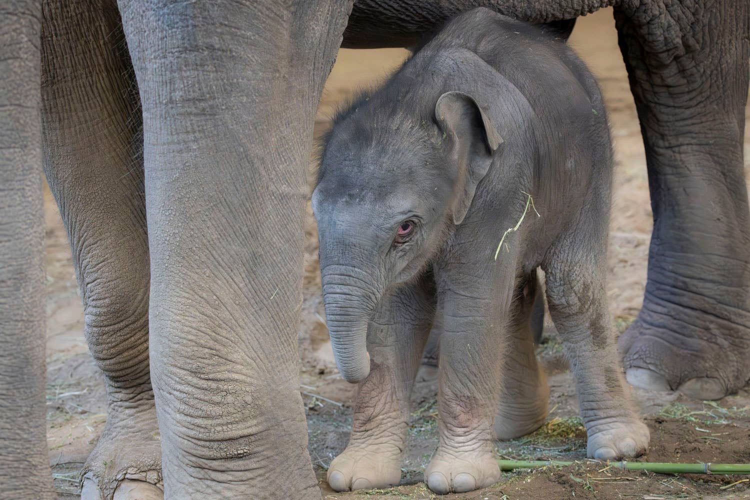 Oregon Zoo's Brand New Baby Elephant Has the Internet Totally Obsessed ...