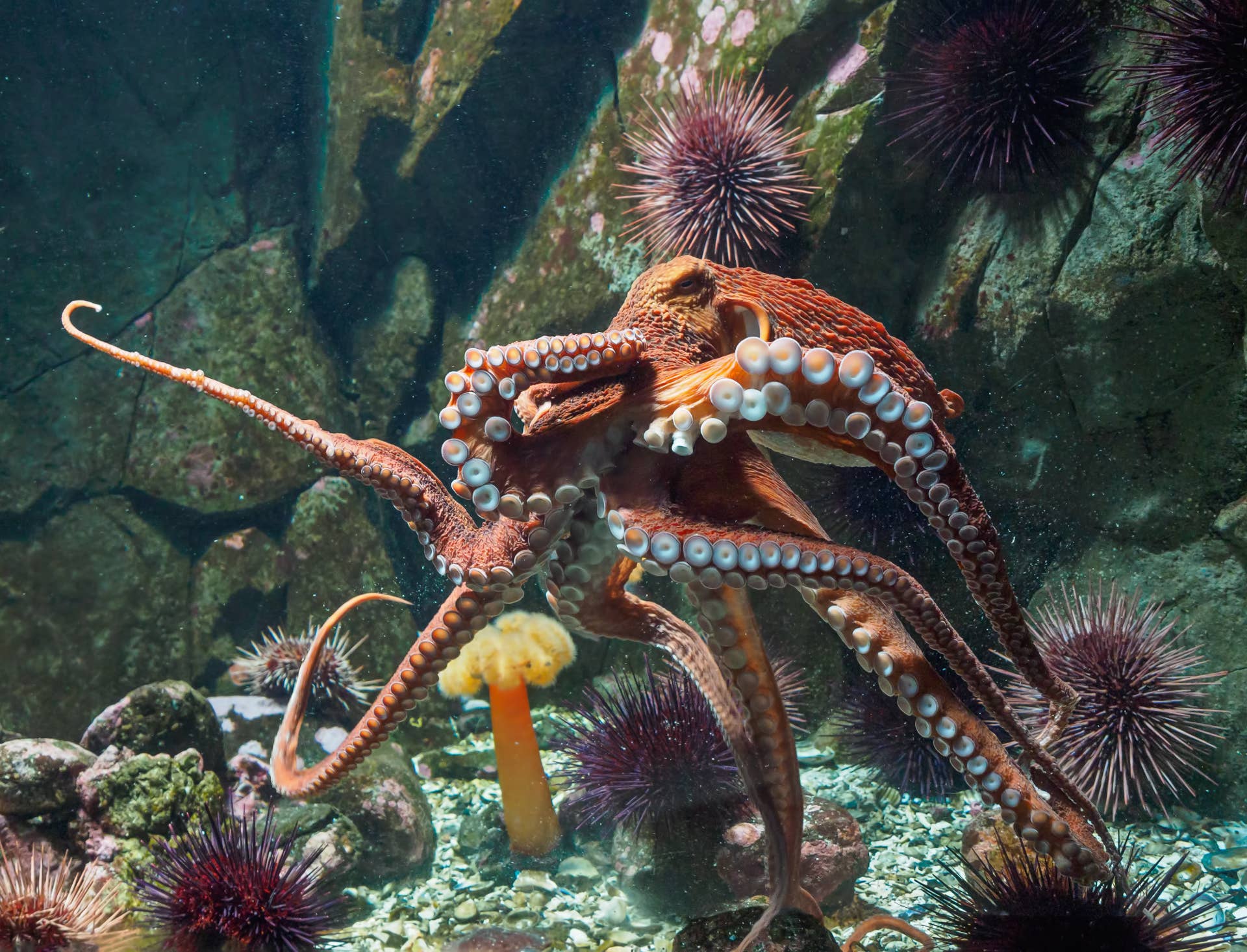 Giant Pacific Octopus Surprises Washington Hikers by Suddenly Showing ...