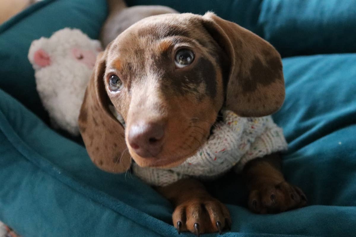 Dachshund's Dramatic Rebuttal to Owner Goes Viral on Instagram - PetHelpful