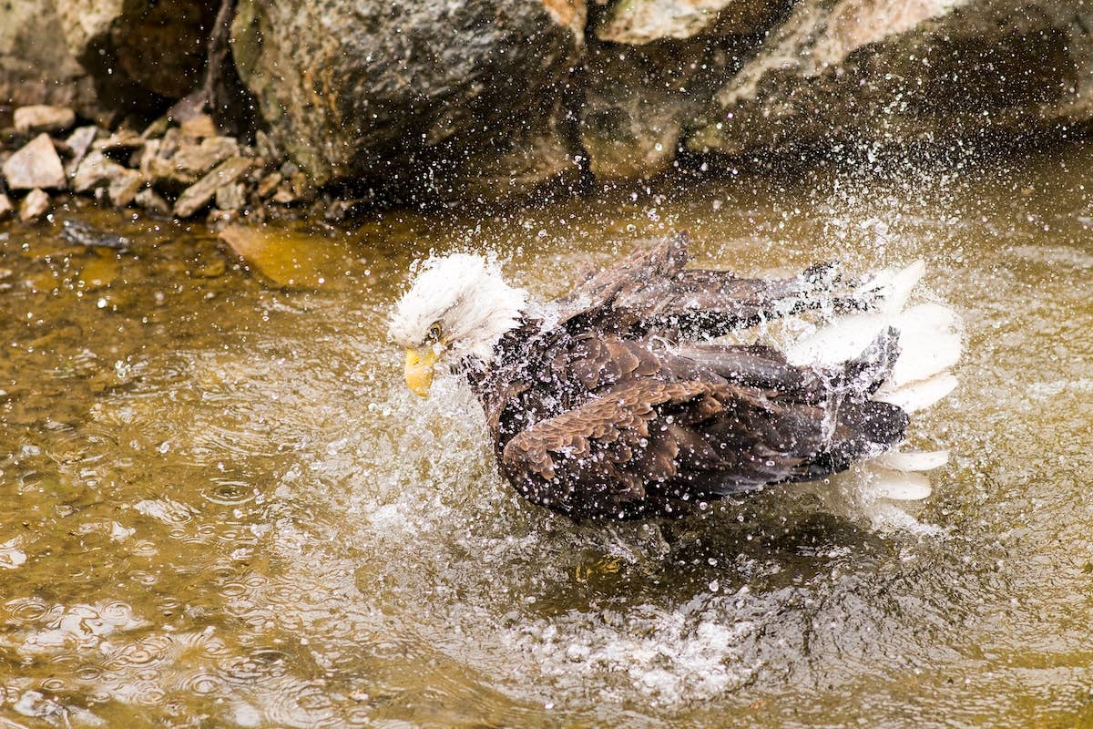 Rare Glimpse of Bald Eagle's 'Spa Day' in Waterway Is a Total Self-Care ...