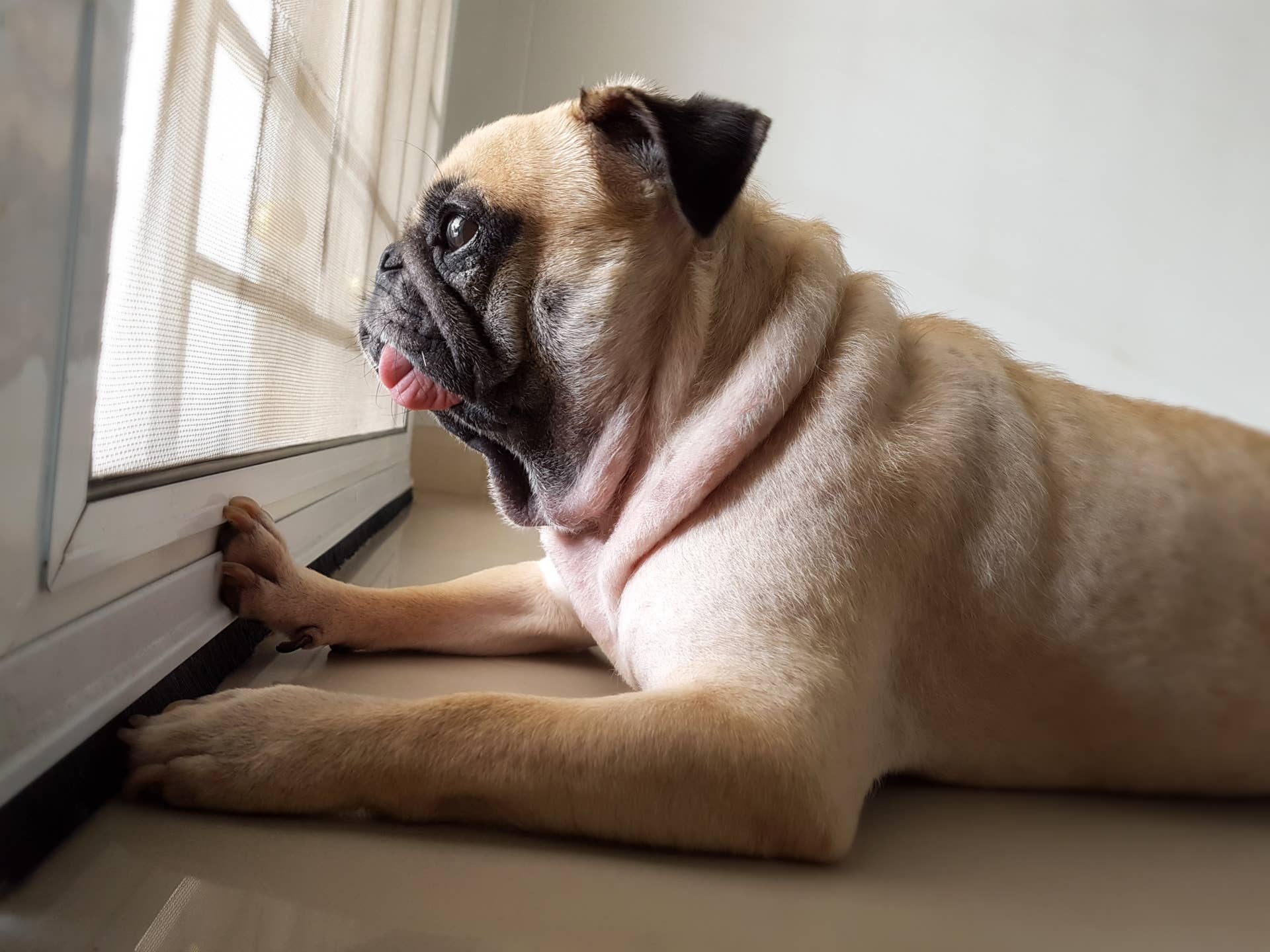 Precious Senior Pug Waiting for Mom to Get Off Work Has Everyone in ...