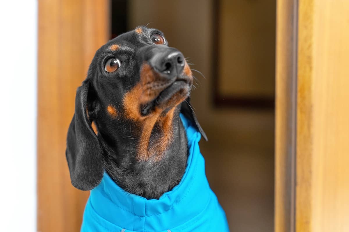 Dachshund’s Hilarious Zoomies Face Goes Viral on TikTok - PetHelpful