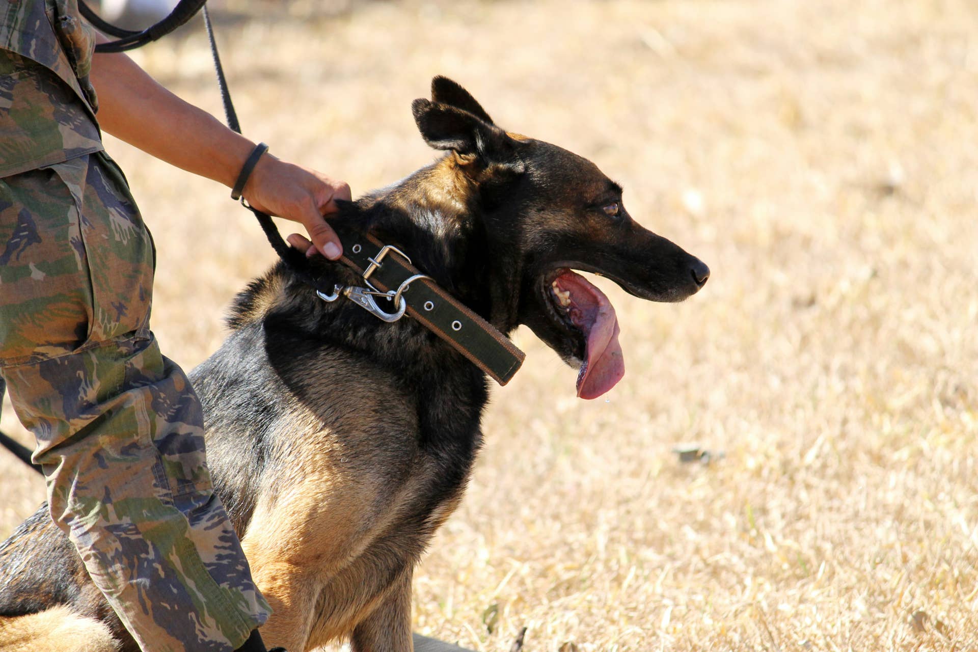 Does My Dog Have PTSD? Causes, Signs, and Treatment - PetHelpful