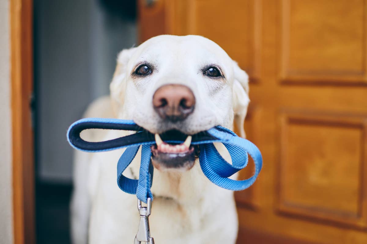 Ring Camera Captures Neighbor Dogs’ Interaction and We Can’t Stop ...