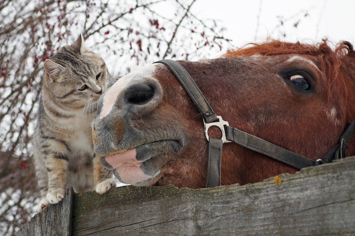 Precious Tabby Cat Makes Giant Arabian Horse Pay the 'Cuddle Tax' When ...