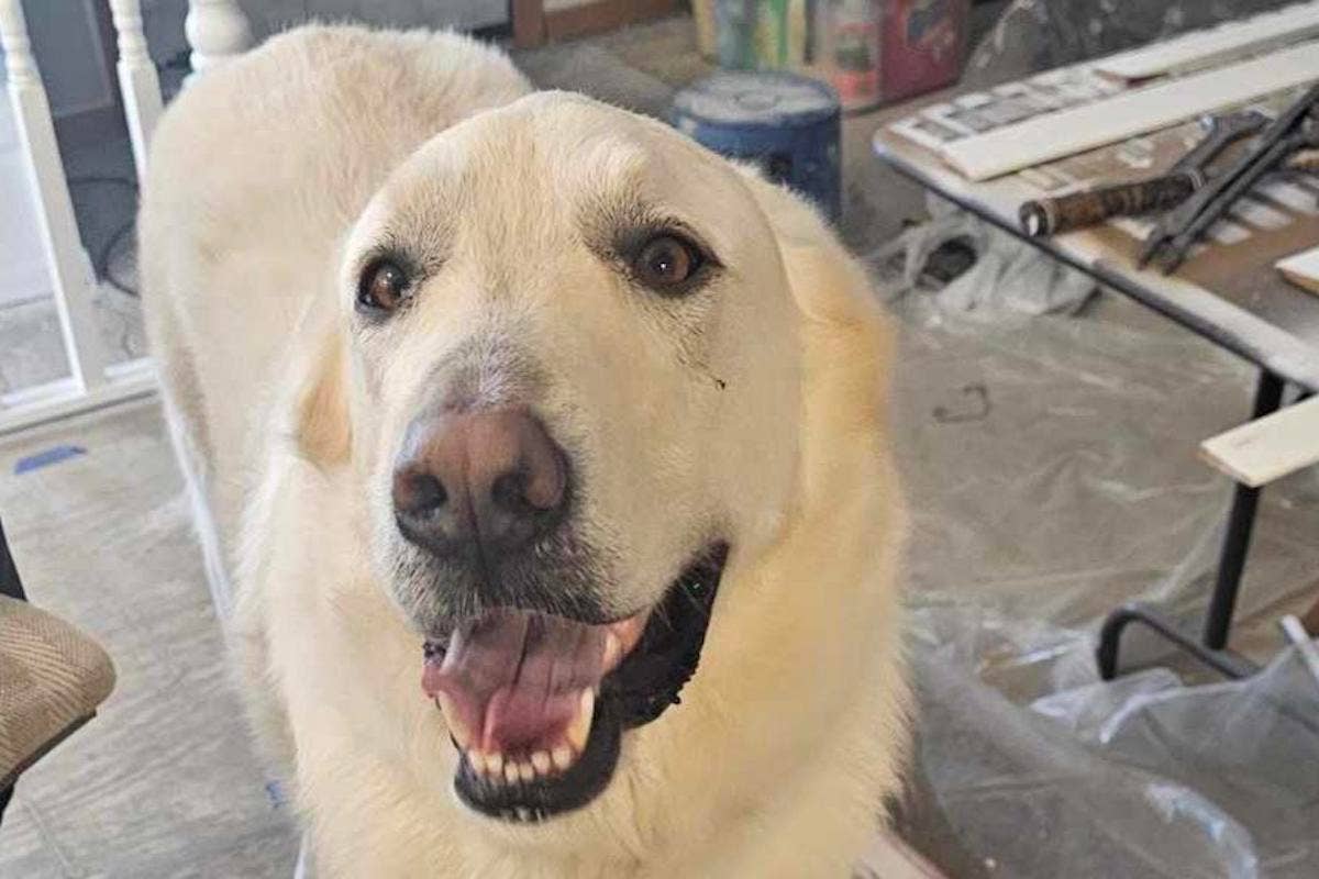 Adoptable Great Pyrenees Who's Elderly Dad Recently Passed Away Will ...