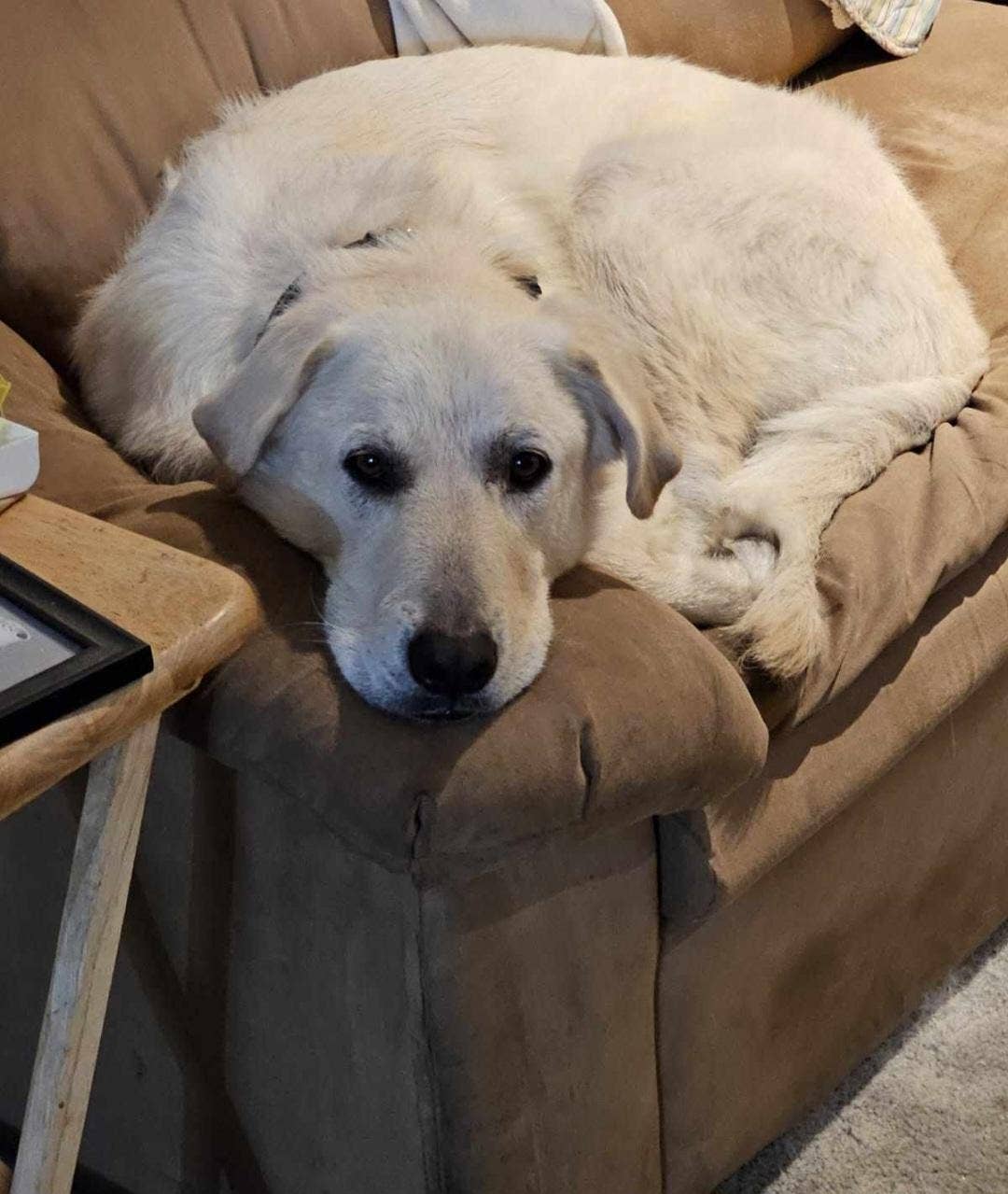 Adoptable Great Pyrenees Who's Elderly Dad Recently Passed Away Will ...