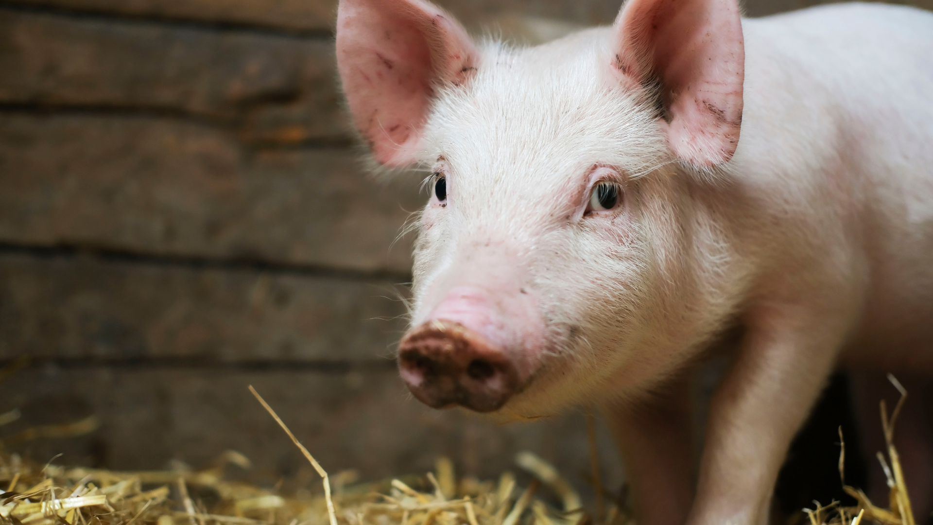 Update on Pig Rescued After Falling Out of a Semi Truck Has People in ...
