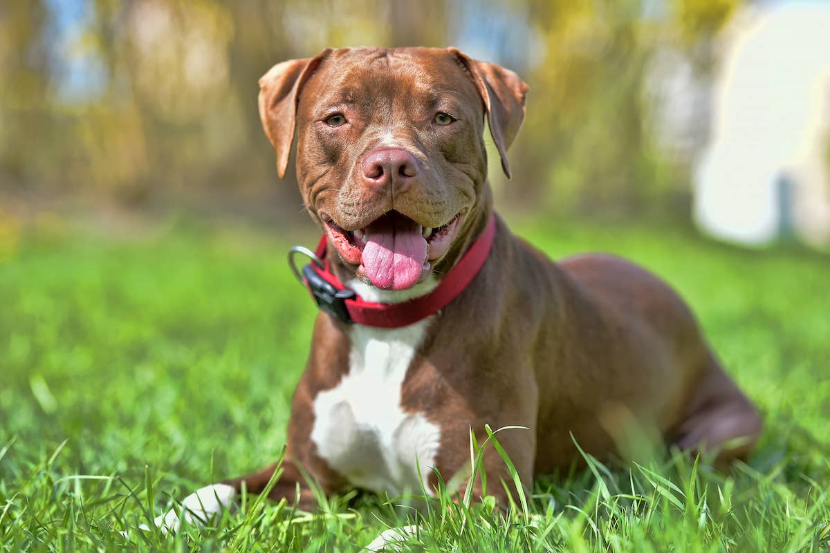 Playful Shelter Pit Bull Who Jumped Out of a Moving Truck Keeps Getting ...
