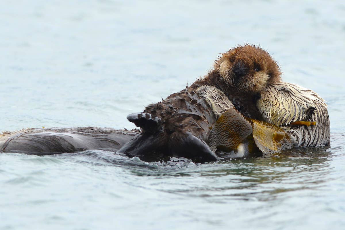 Surprised Woman Realizes a Sea Otter Is Giving Birth Right Before Her ...