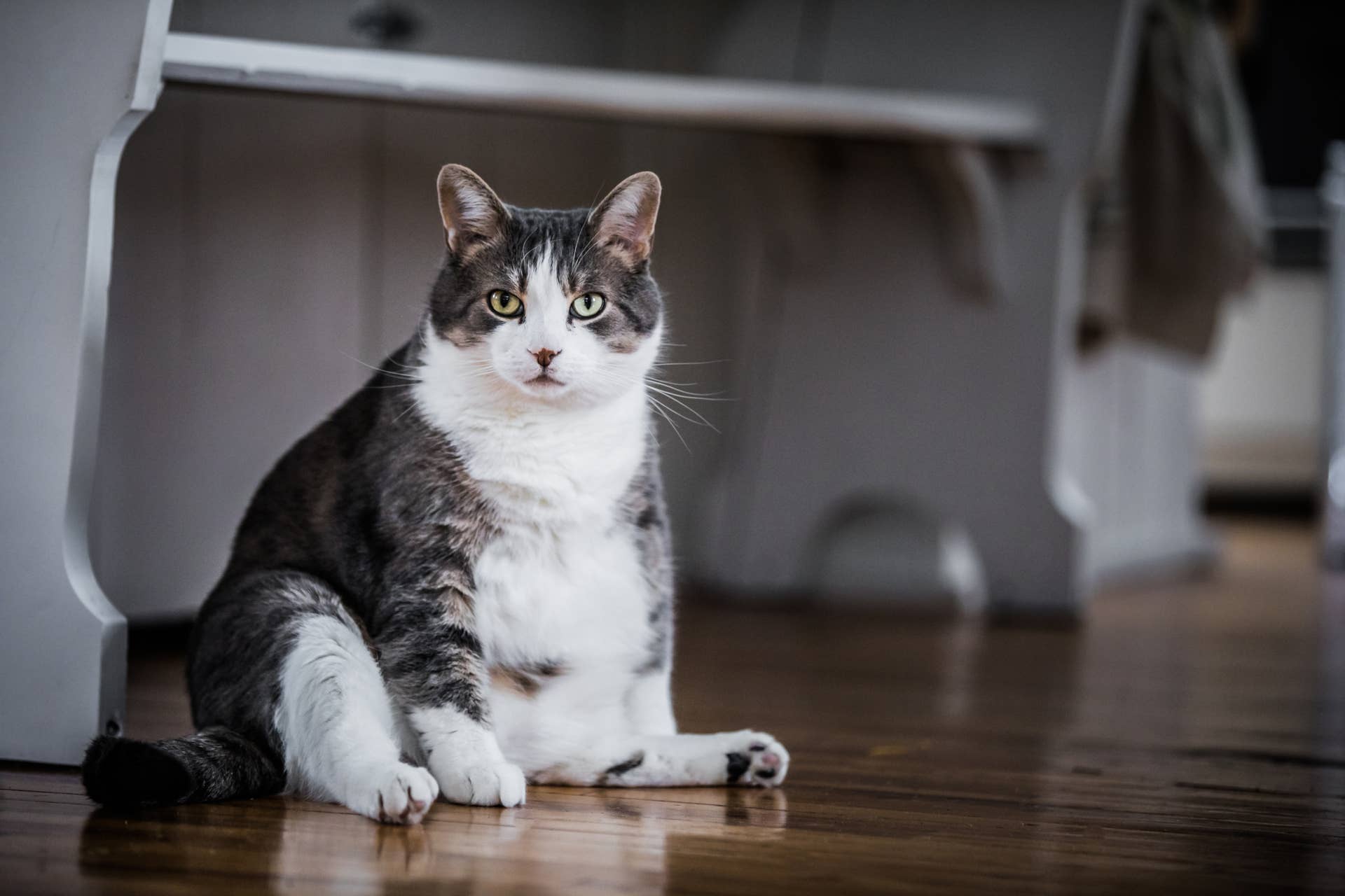 Cat 'Can't Believe the Audacity' When Mom Dares to 'Touch Spot He Just ...