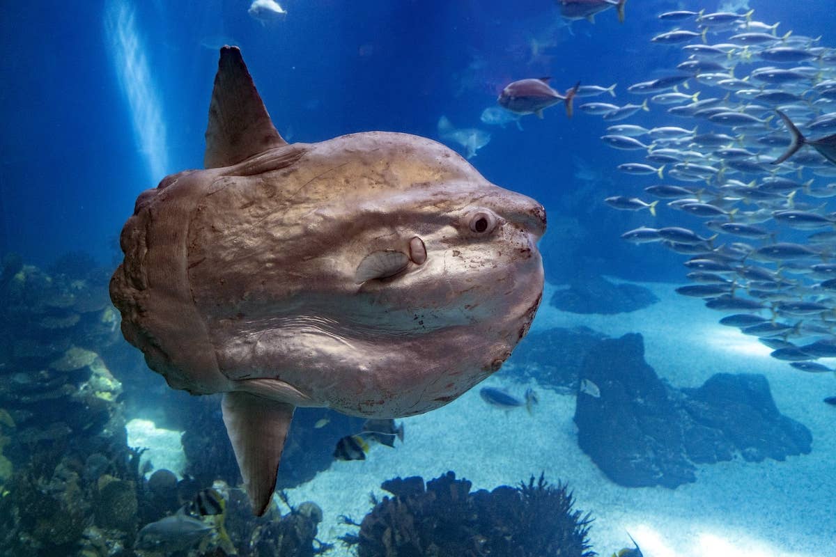 Diver Absolutely 'Dwarfed' by Massive Ocean Sunfish in Jaw-Dropping ...