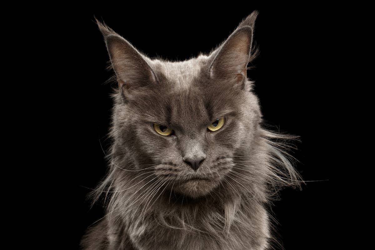 Maine Coon Cat Is Visibly Annoyed After Finding Human Toddler in ‘His ...