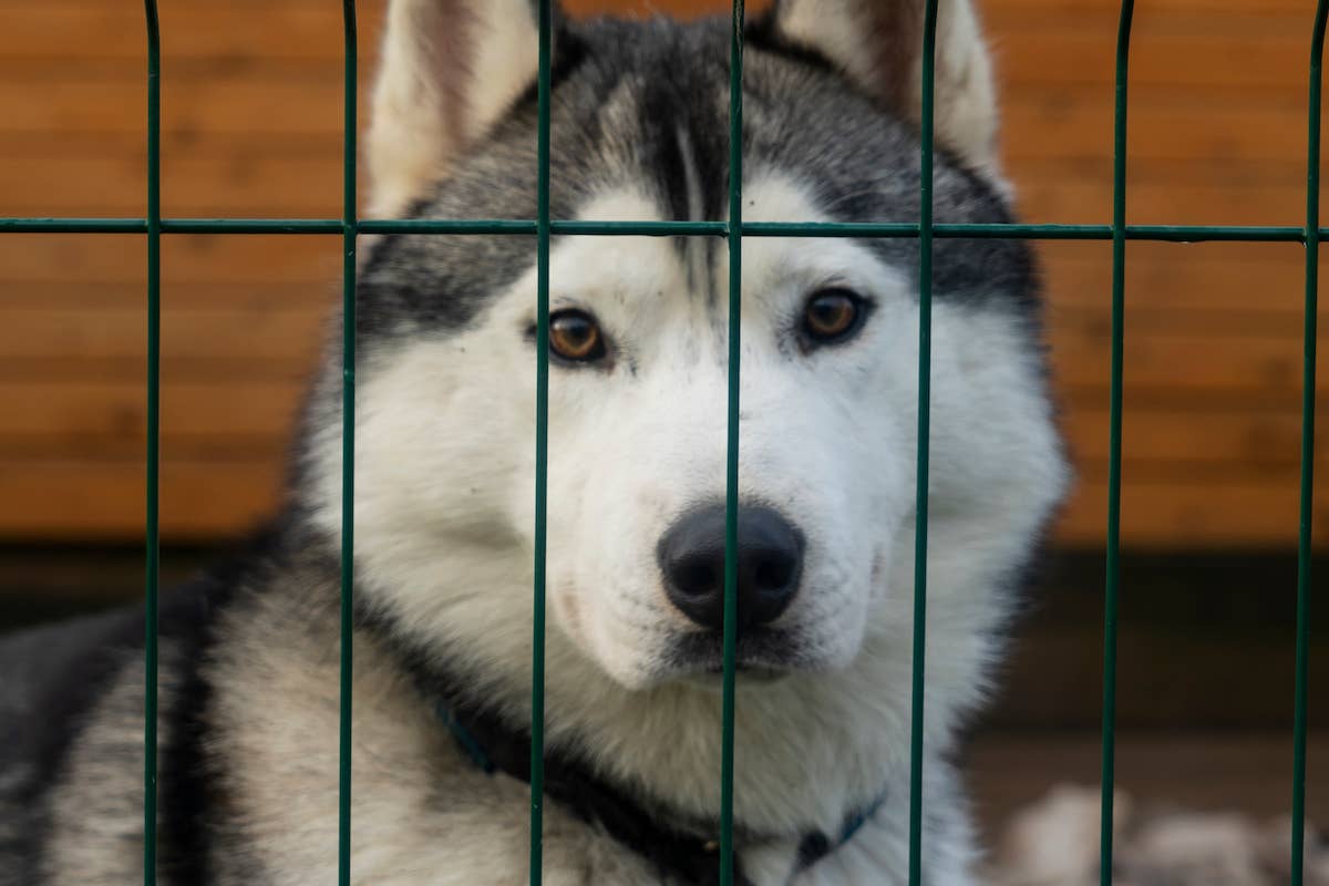 Kindhearted Husky Returned to Shelter for 'Having Accidents' Feels So ...