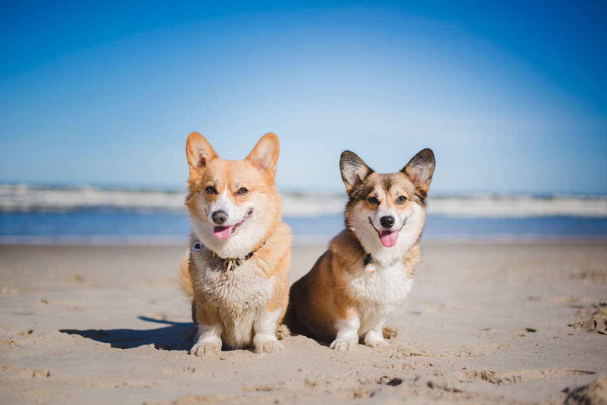 Over 1200 Corgis and Dog Parents Gather in Huntington Beach for World's ...