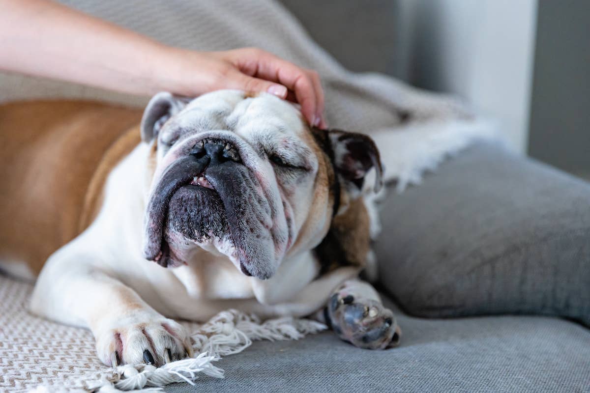 Bulldog’s Bond With Shelter Dog at Day Care Leads to the Most ...
