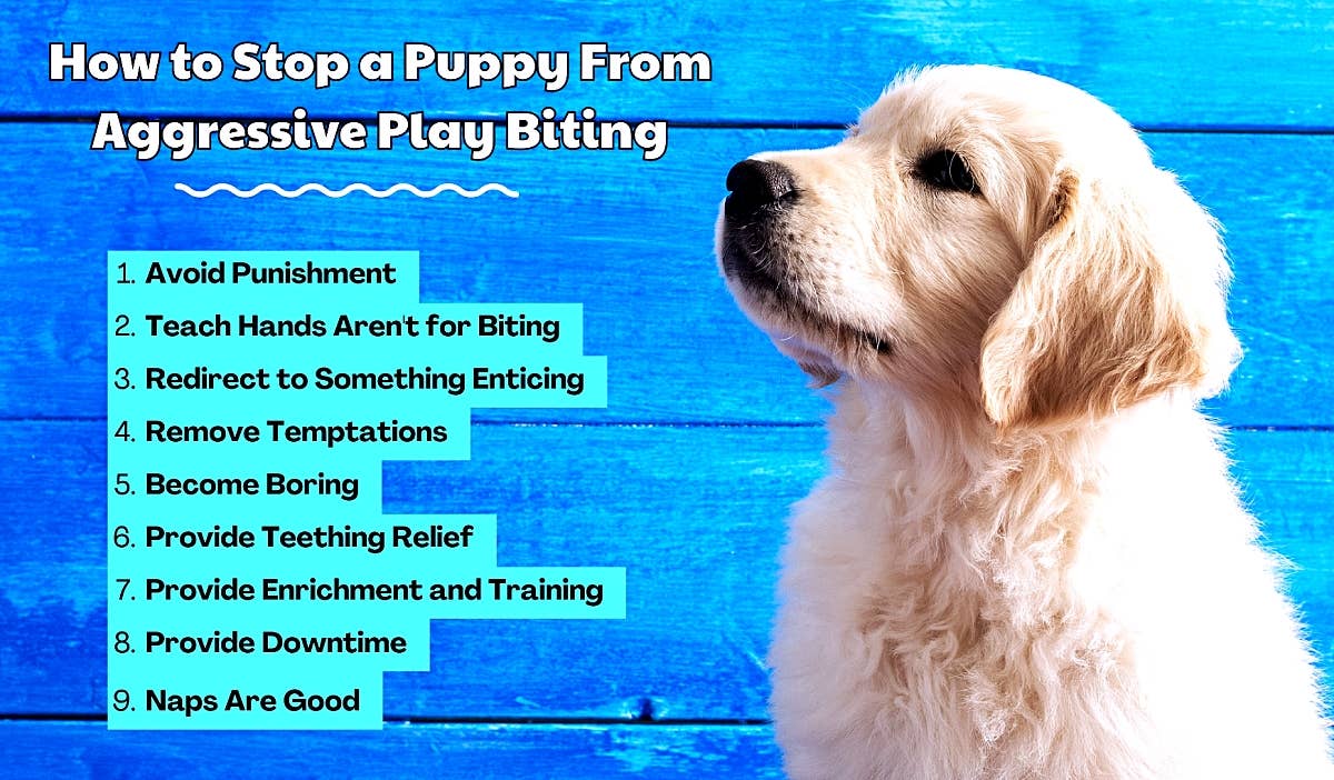 Why Is My Puppy Biting Me Aggressively? - PetHelpful
