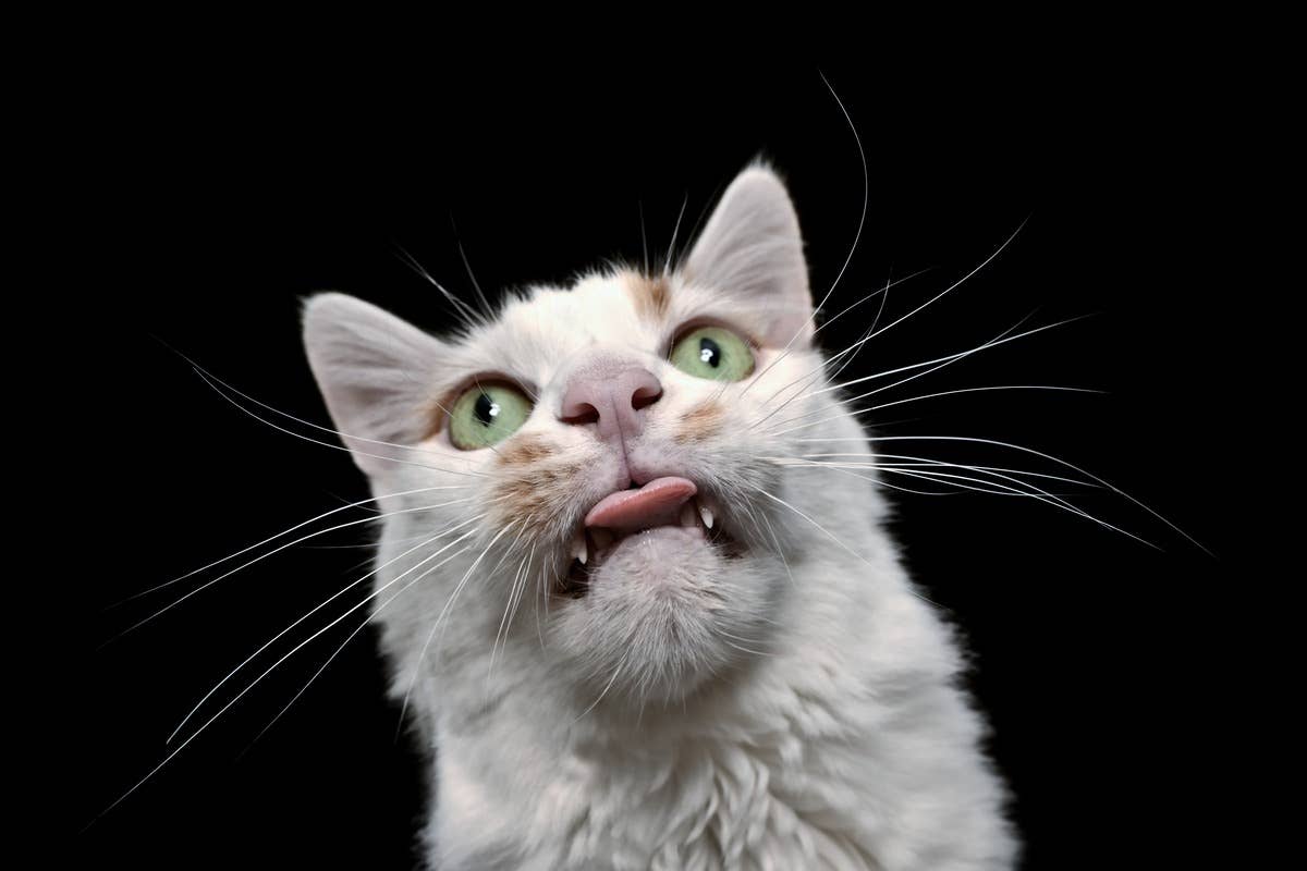 TikTok’s Viral Cat “Eviction” Video Has Everyone Laughing - PetHelpful